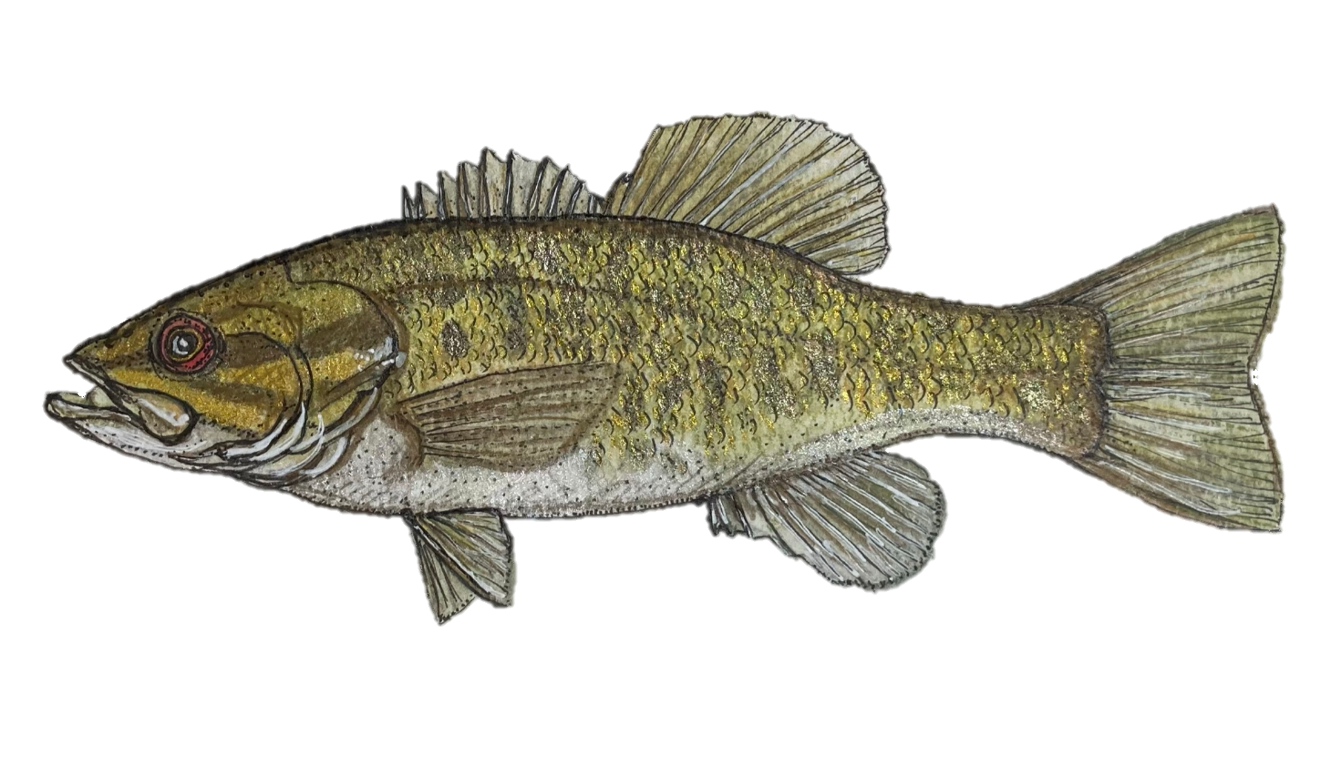 Smallmouth Bass Clip Art